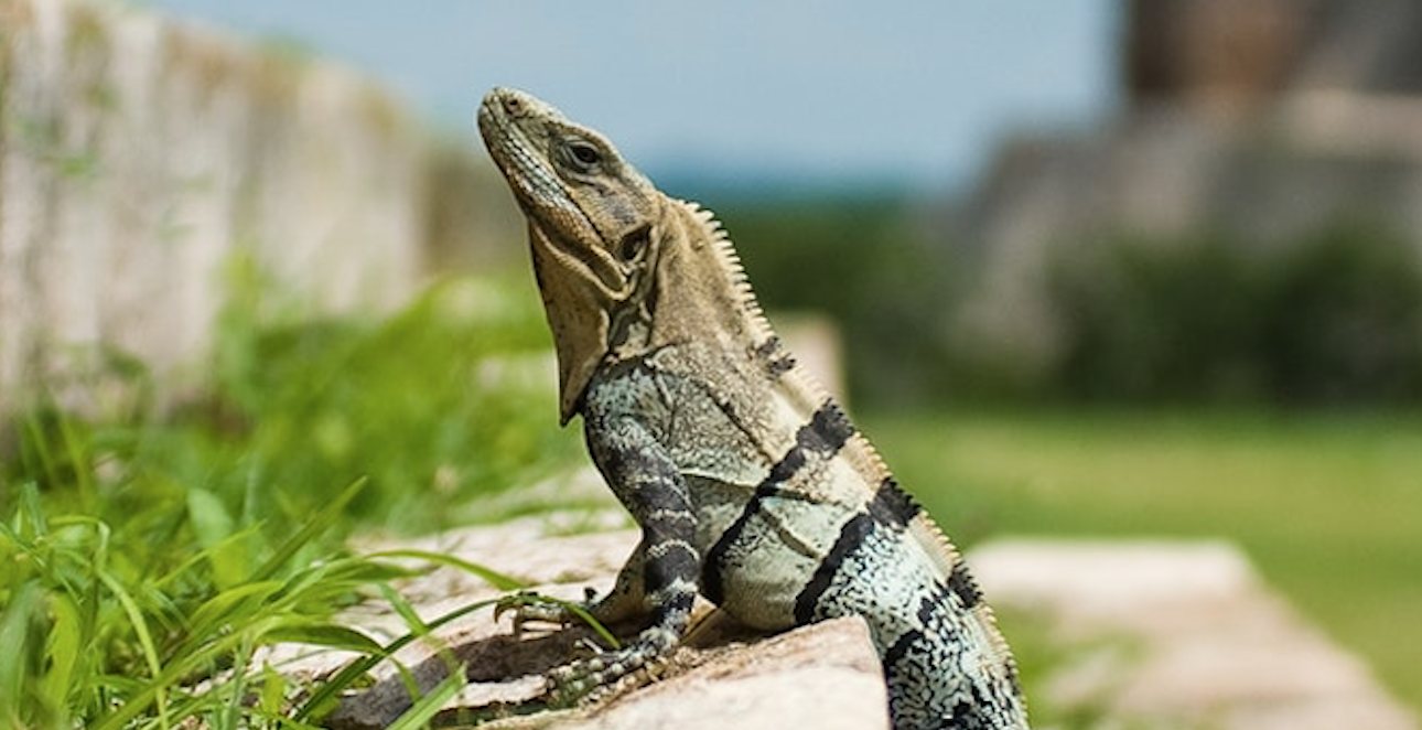20 Incredible Ways Animals Keep Cool